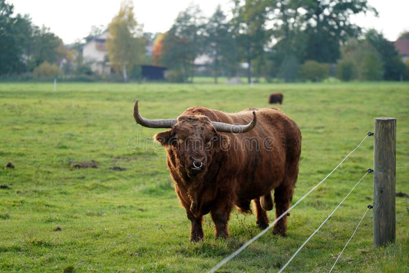 Brown Bull Walking in a Meadow Stock Photo - Image of grass, outdoor ...