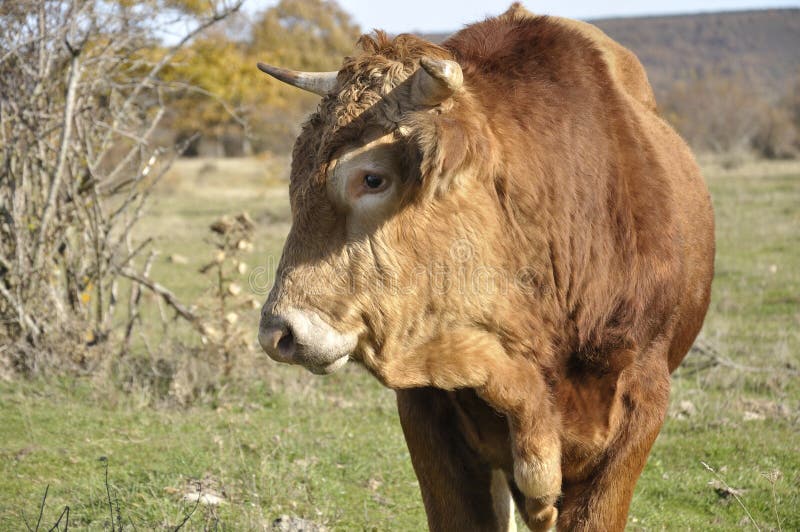 Brown bull stock image. Image of freedom, livestock, wildlife - 47653533