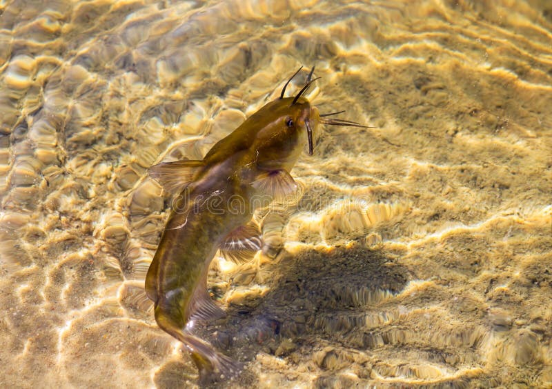 Brown Bullhead Catfish stock photo. Image of swimming - 61355974