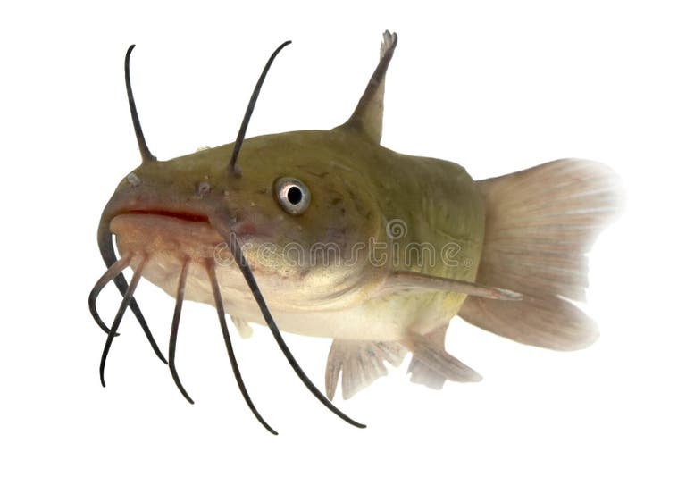 Brown bullhead - Isolated stock image. Image of food, mount - 3897389