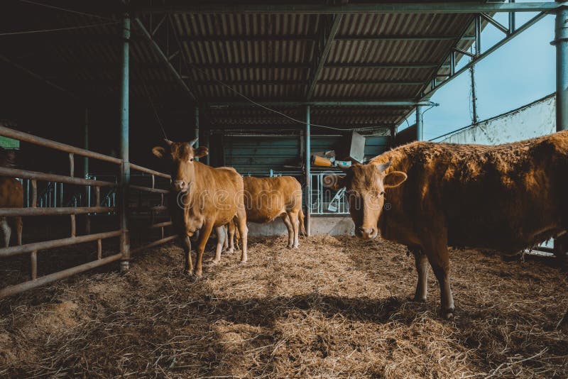 Brown Bulls Standing on the Dry Grass of the Barn Stock Photo - Image ...