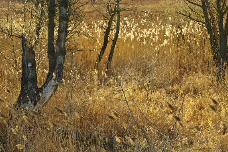 Brown Bulrush and the Tree Boughs with the Polypore at the Sunset Stock ...