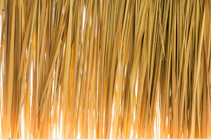 Bulrush stock image. Image of weave, brown, straw, vertical - 30009641