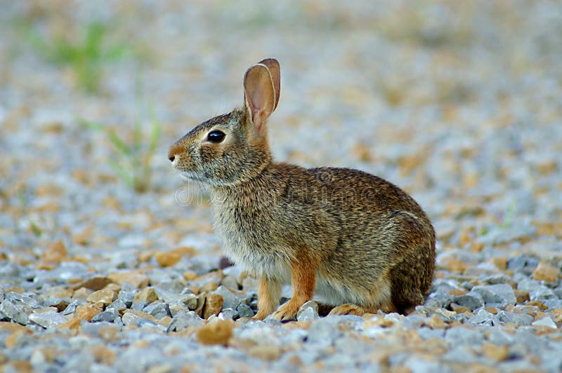 Brown bunny stock image. Image of rocks, alert, rabbit - 1616635
