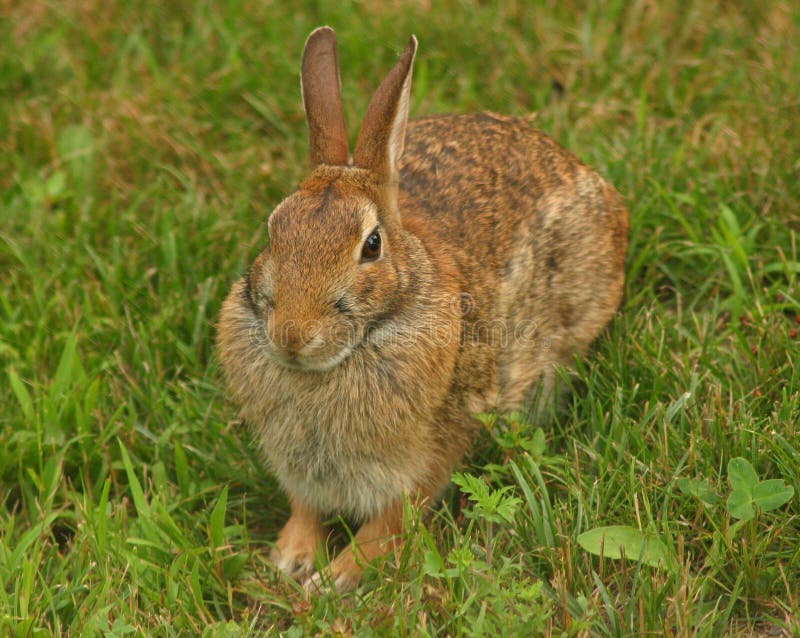 Brown Bunny stock image. Image of outside, furry, wild - 284963