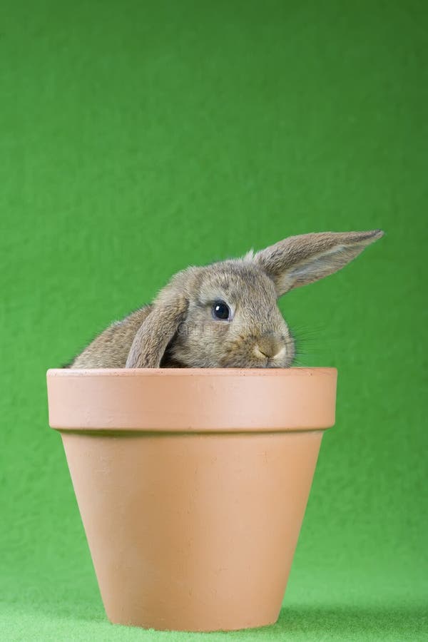 Brown Bunny in the Flower Pot, Isolated Stock Image - Image of clean ...
