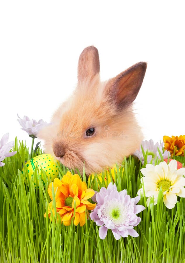 Brown Bunny in Green Grass with Flowers and Easte Stock Photo - Image ...