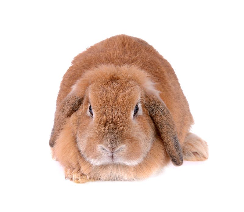 The Brown Bunny Isolated on White Background Stock Photo - Image of ...