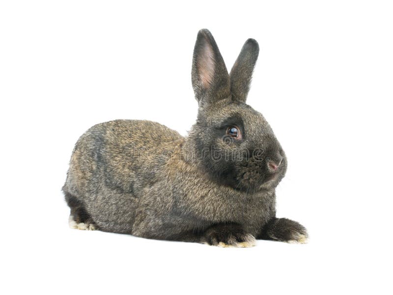 Brown Bunny Isolated on White Stock Photo - Image of ears, brown: 219750360