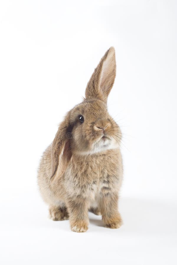 Brown Bunny, Isolated on White Background Stock Photo - Image of tender ...