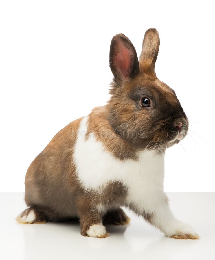 Brown Bunny is Isolated on White Stock Photo - Image of rabbit, cute ...