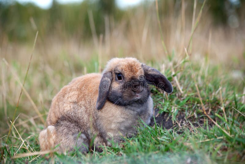 320 Brown Lop Eared Rabbit Stock Photos - Free & Royalty-Free Stock ...