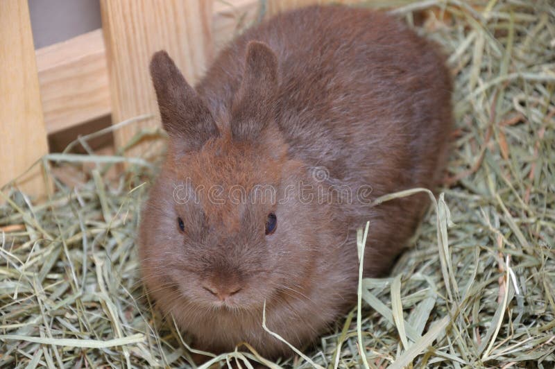 Brown Bunny among White Flowers Stock Image - Image of icelandic, farne ...