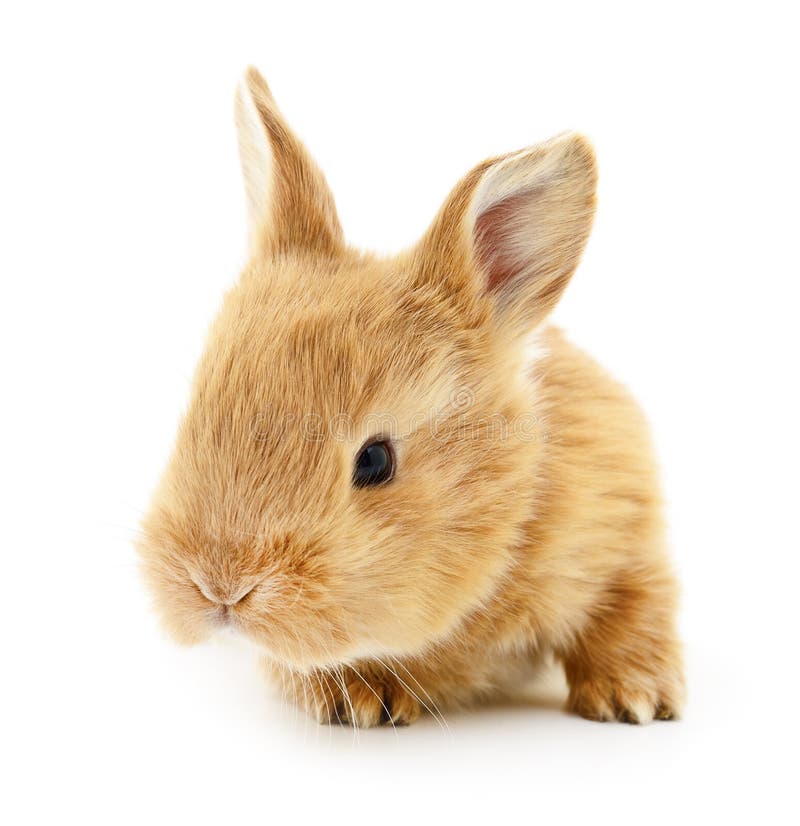 Brown bunny rabbit. stock image. Image of studio, animals - 87390783