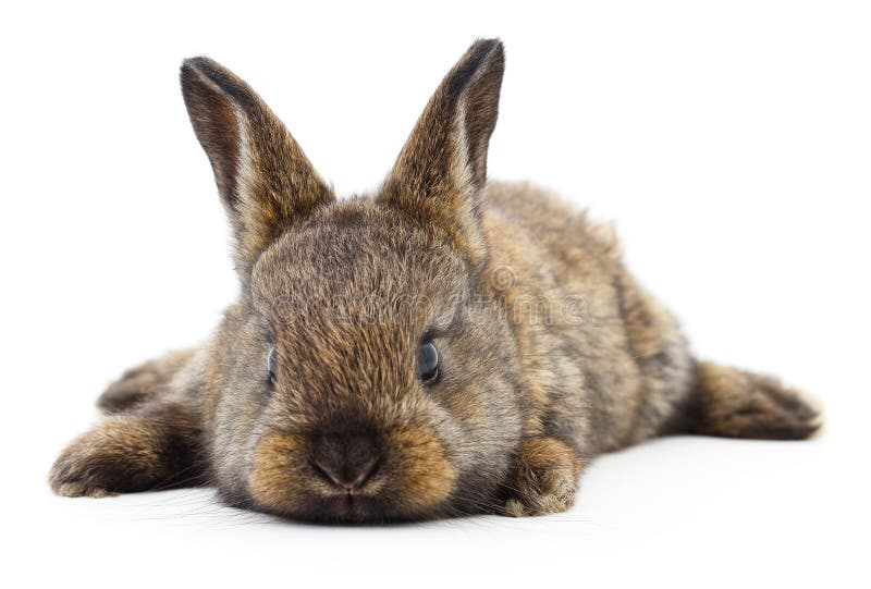 Brown bunny rabbit. stock image. Image of studio, animals - 87390783