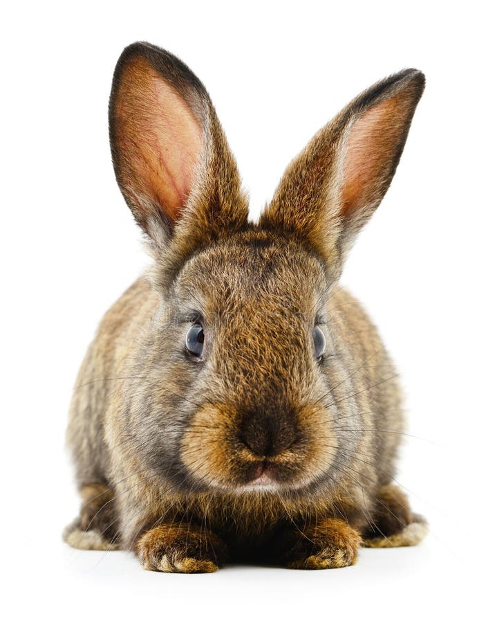 Rabbit stock image. Image of cute, small, studio, closeup - 43404883