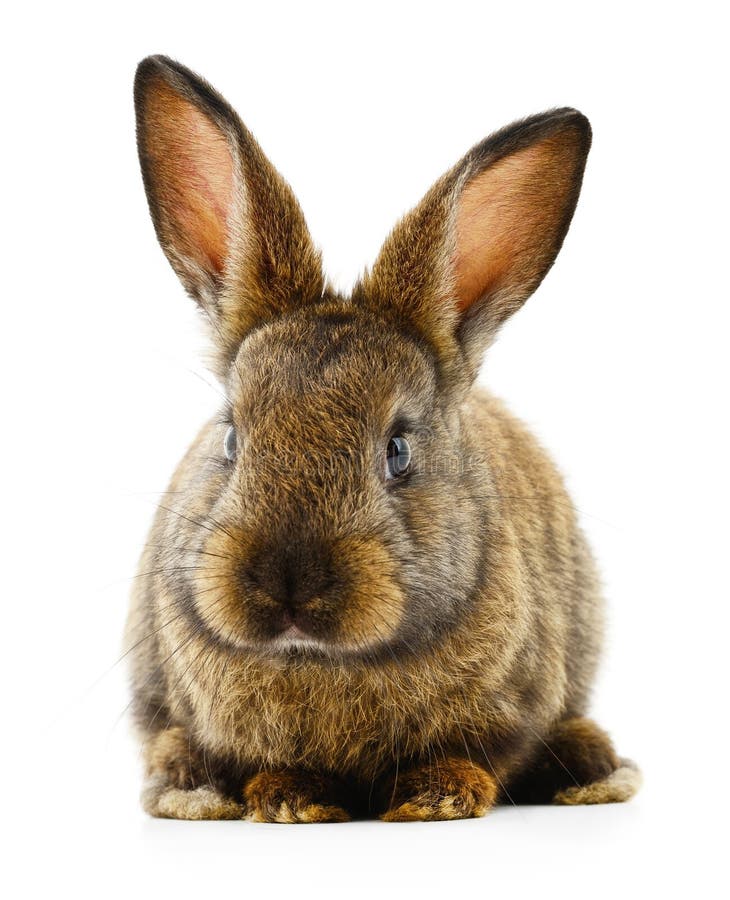 Brown bunny rabbit. stock image. Image of domestic, animals - 74231677