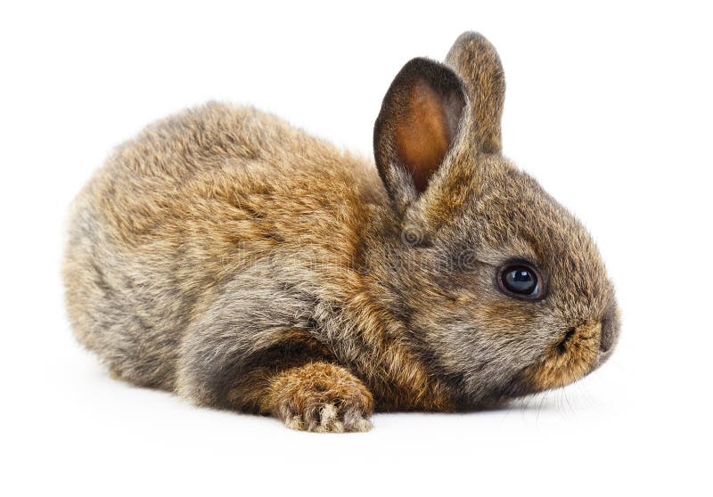 Brown bunny rabbit. stock photo. Image of mammals, domestic - 76450288