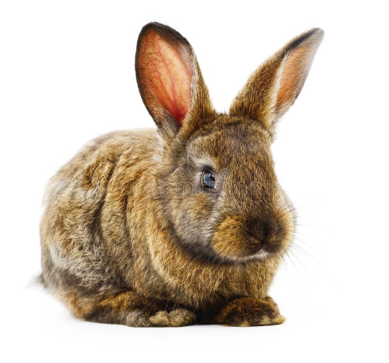 Brown bunny rabbit. stock image. Image of studio, animals - 87390783