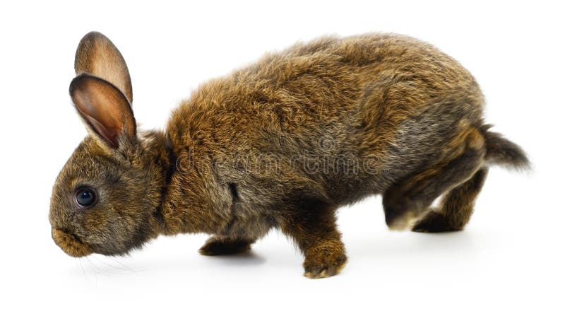Brown bunny rabbit. stock image. Image of studio, animals - 87390783