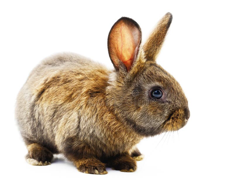 Brown bunny rabbit. stock photo. Image of single, isolated - 91988022