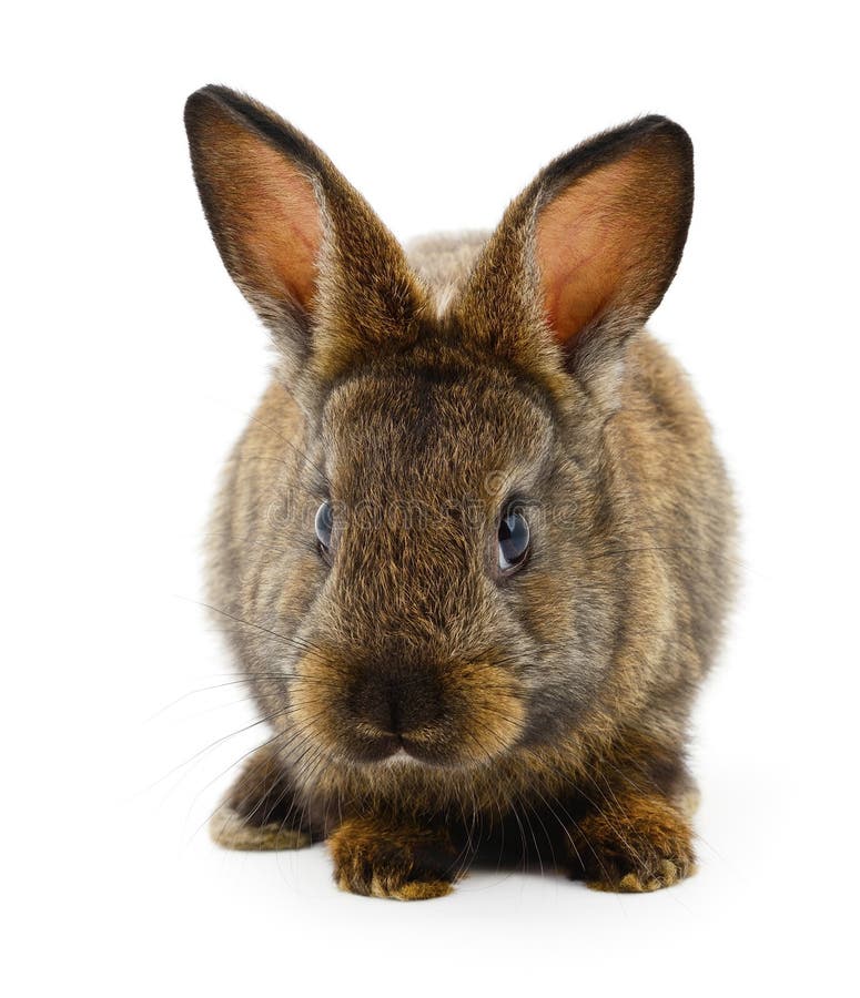 Brown bunny rabbit. stock photo. Image of domestic, single - 90832666