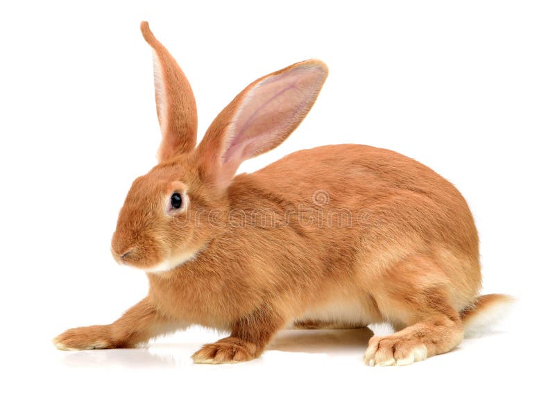 Brown bunny rabbit stock image. Image of beauty, agriculture - 103745451