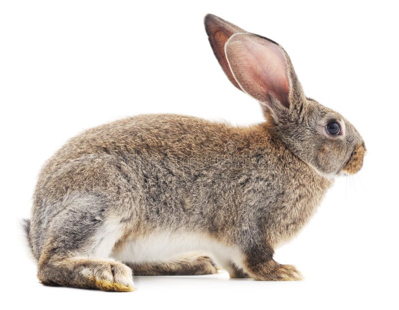 Brown bunny. stock image. Image of bunny, white, single - 102501351