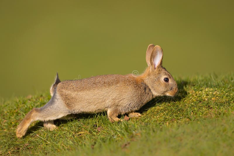 Brown Bunny Running through a Lush Green Field Stock Photo - Image of ...