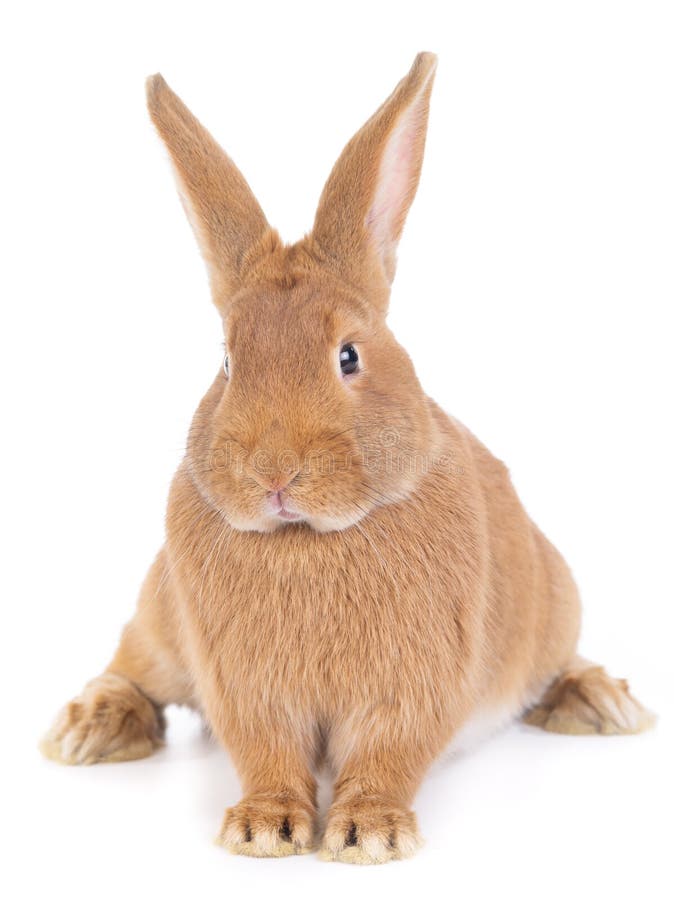 Brown Bunny Sitting on a White Stock Photo - Image of celebration ...