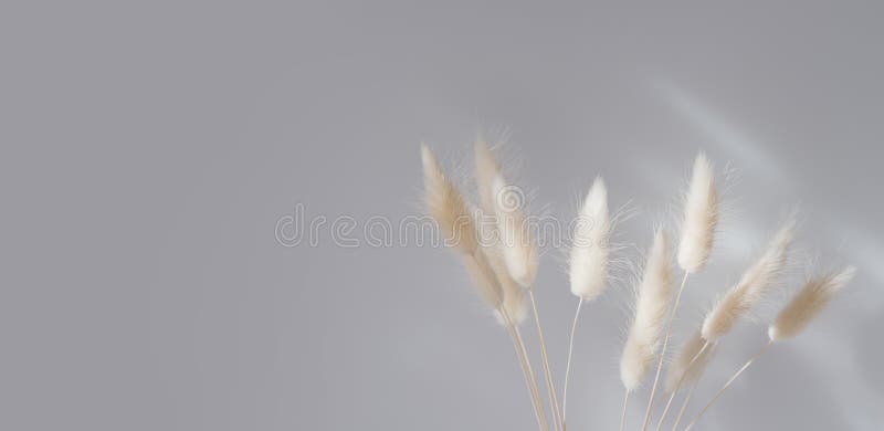 Brown Bunny Tail Grass on Grey Background, Copy Space, Dried Lagurus ...
