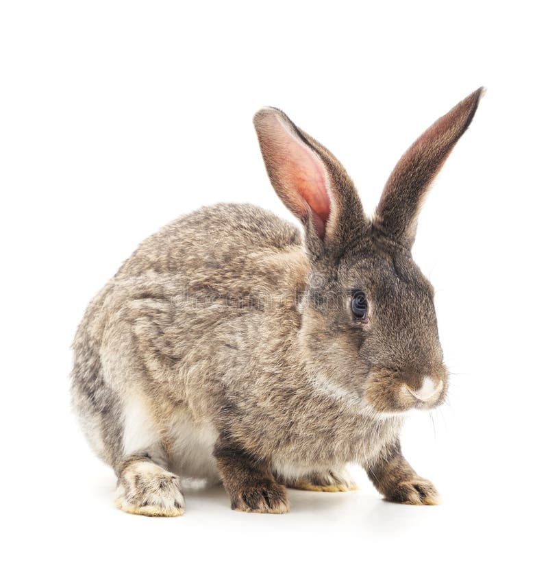 Brown Bunny And White Bunny