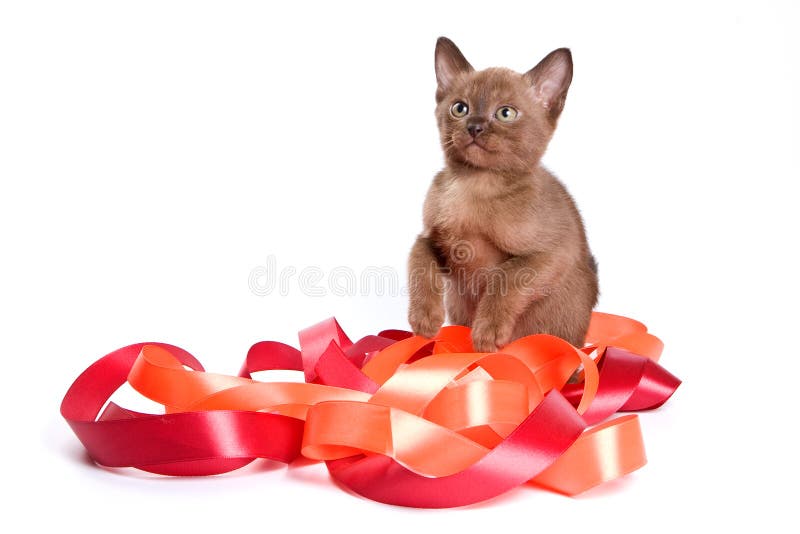 Brown Burmese kitten stock image. Image of pedigree - 118142311