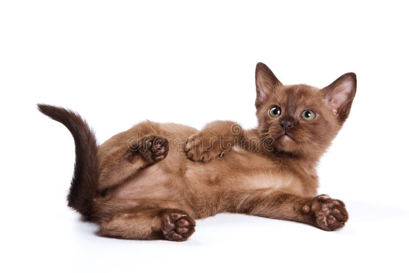 Brown Burmese kitten stock photo. Image of playful, feline - 118142326