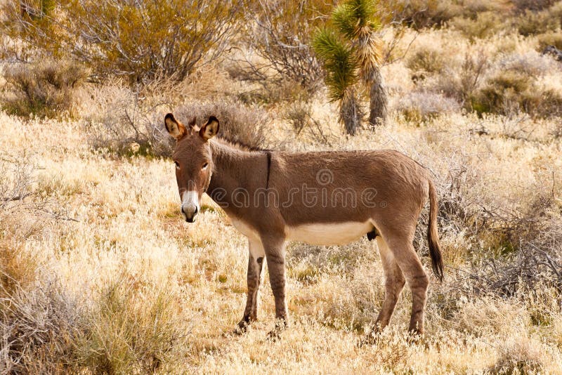 Brown Burro in Desert Scrub Brush Stock Photo - Image of livestock ...