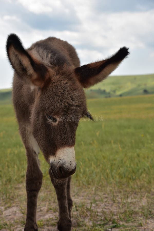 Brown Burro in Desert Scrub Brush Stock Photo - Image of livestock ...