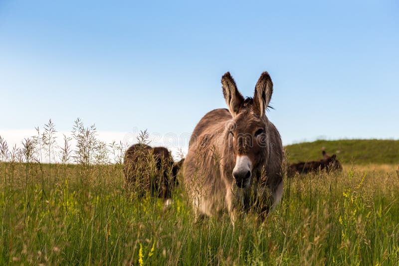 Brown Burro in Desert Scrub Brush Stock Photo - Image of livestock ...
