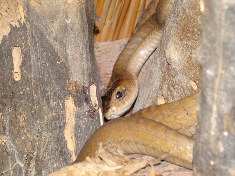 Brown Bush Snake stock photo. Image of roof, scales, hiding - 79857300