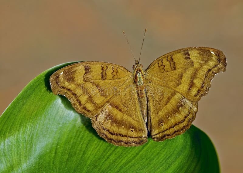 Brown Butterfly stock photo. Image of bright, brown, golden - 7660594