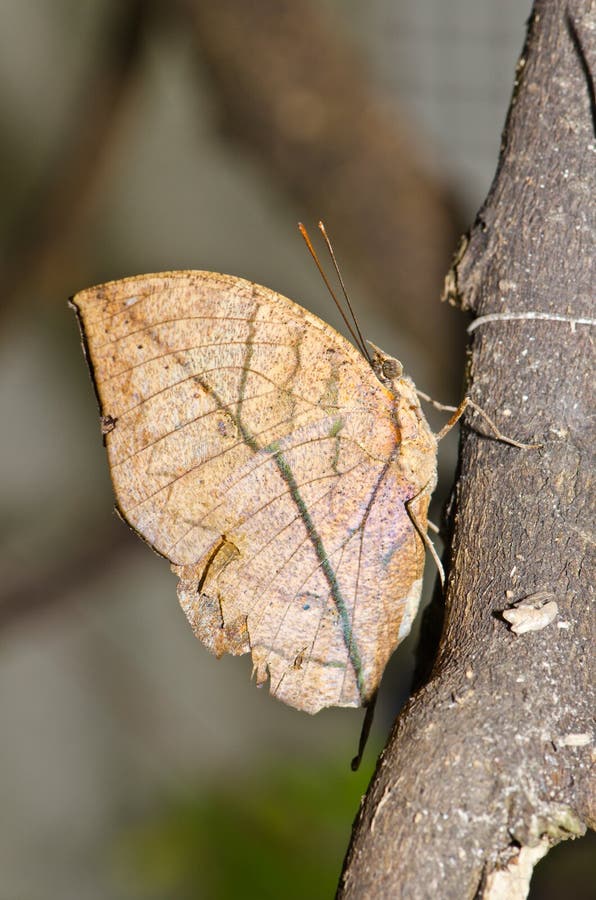 Brown Butterfly on Brown Branch Stock Image - Image of cute, brown ...