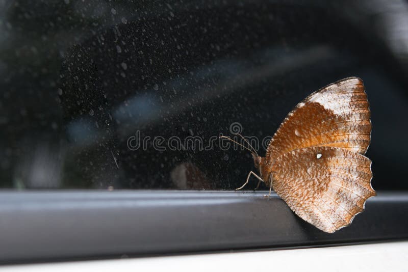 1,004 Butterfly Car Photos - Free & Royalty-Free Stock Photos from ...