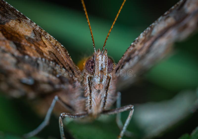 Brown Butterfly Close-up Photography Picture. Image: 117352685