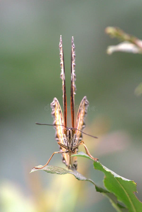 Brown Butterfly from the Front Stock Photo - Image of insect, nature ...