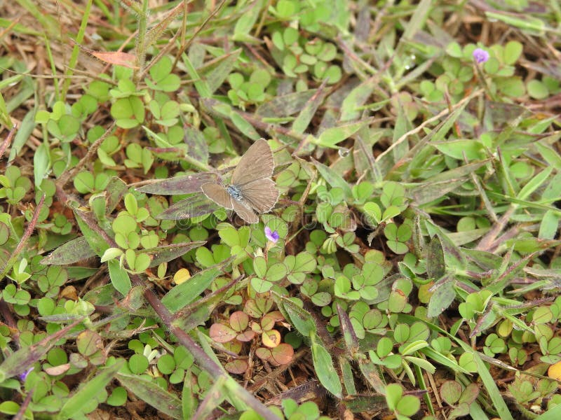Brown Butterfly among the Grass Stock Photo - Image of nature ...