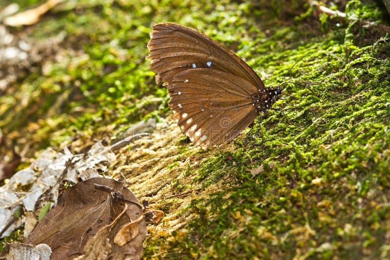 Brown Butterfly Hold on Stone Stock Image - Image of lichen, outdoors ...