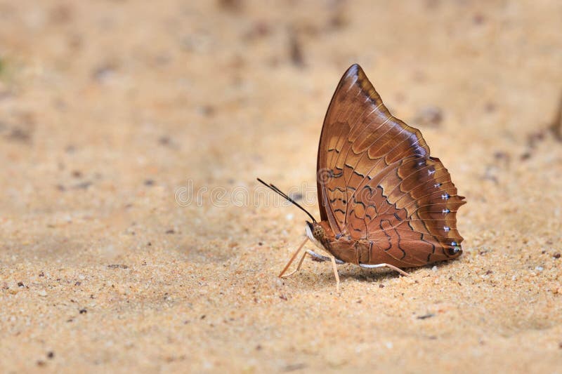 Butterfly Standing On Soil Ground Stock Image - Image of pangsida ...