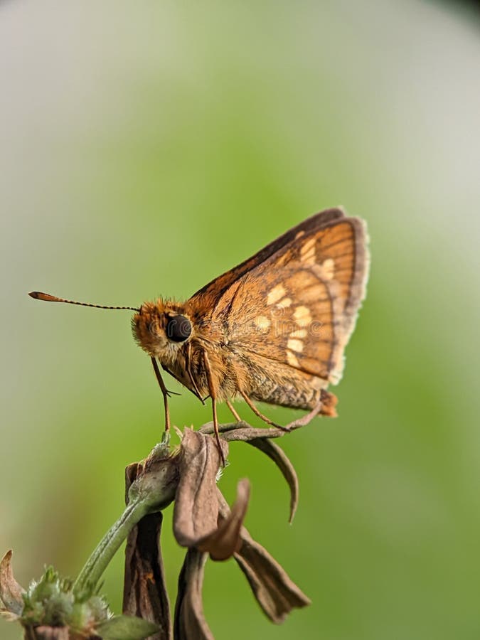 Brown Butterfly Type Skipper Stock Photos - Free & Royalty-Free Stock ...