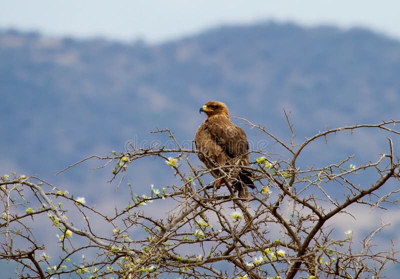 Brown buzzard bird stock photo. Image of brown, bird - 21450678