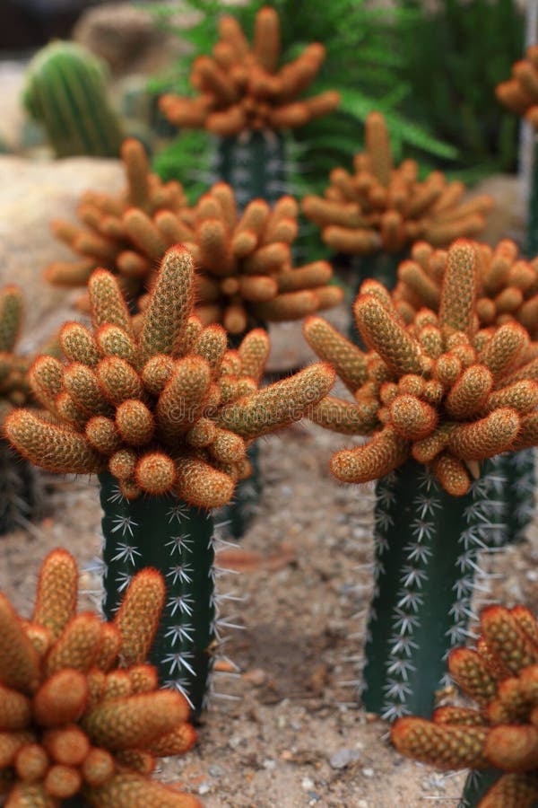 Brown cactus on green tree stock image. Image of plant - 57582799
