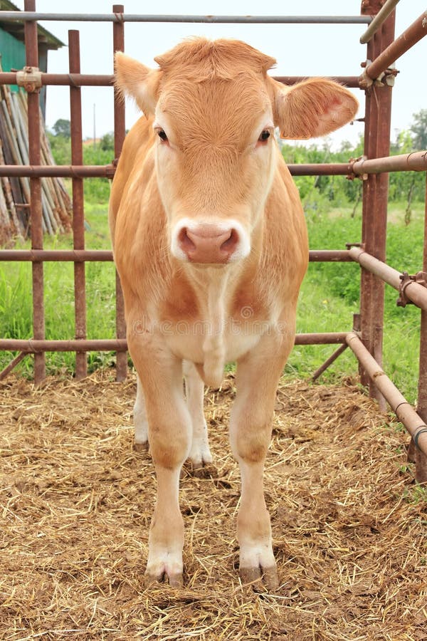 Brown calf stock image. Image of looking, baby, cattle - 20319077
